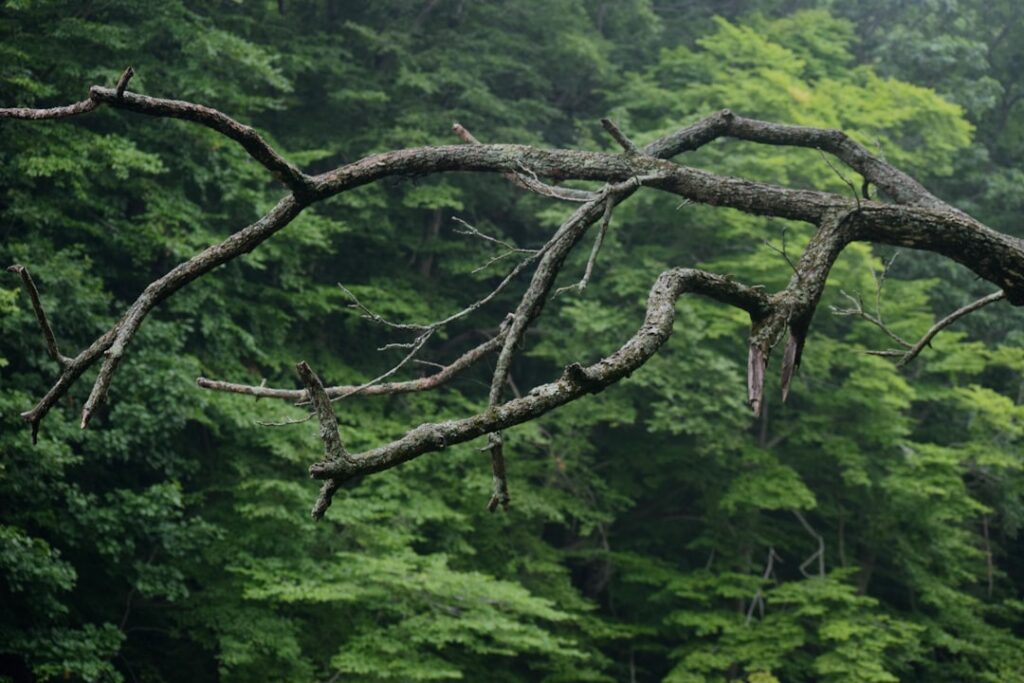 Unraveling the Mysteries of Asymptotic Giant Branch Mass Loss